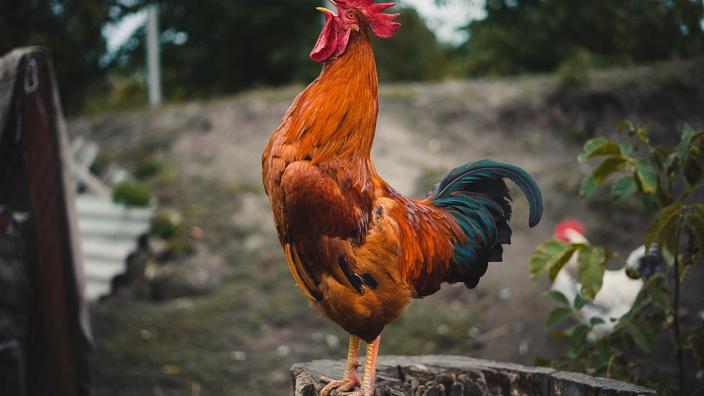 Ardèche: une pétition réclame «justice» après la mort du coq Marcel