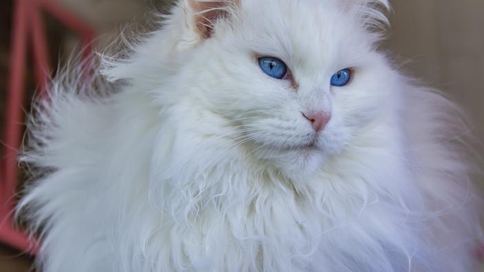 Découvrez 5 races de chats à poil long