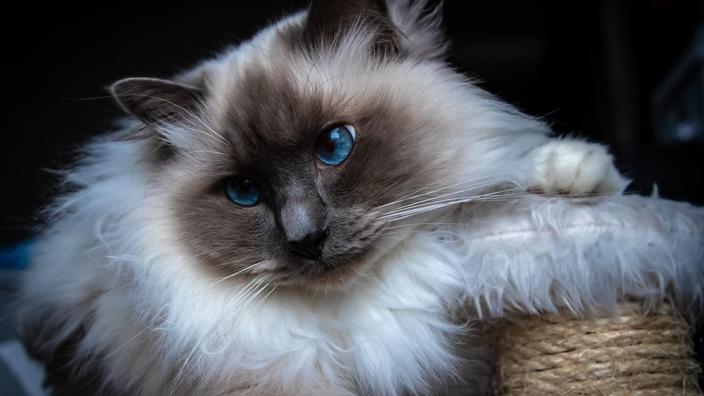 5 races de chats aux yeux bleus