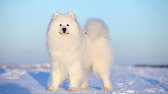 Découvrez 5 races de chiens blancs