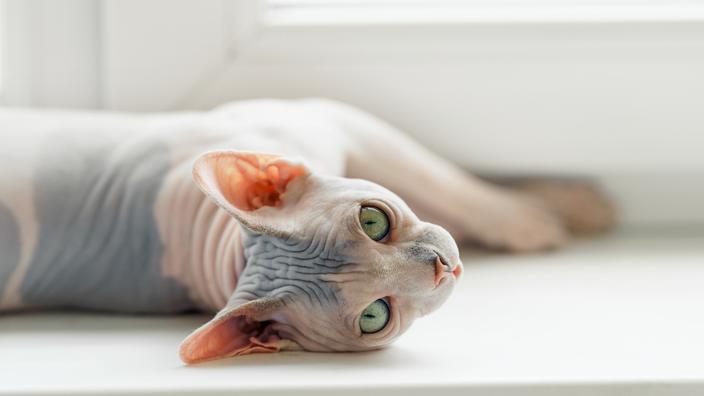 Les 5 races de chats les plus chers