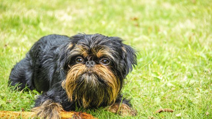 Le Griffon belge : origine, taille et caractère
