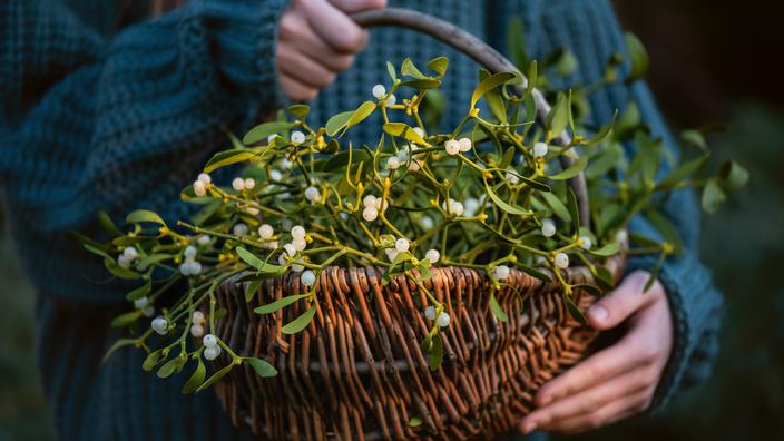 Le gui : d'où vient cette tradition du Nouvel An