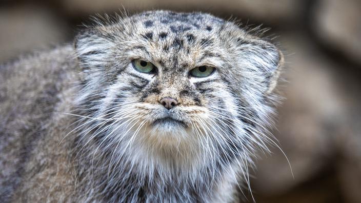 Découvrez 5 espèces de chats sauvages