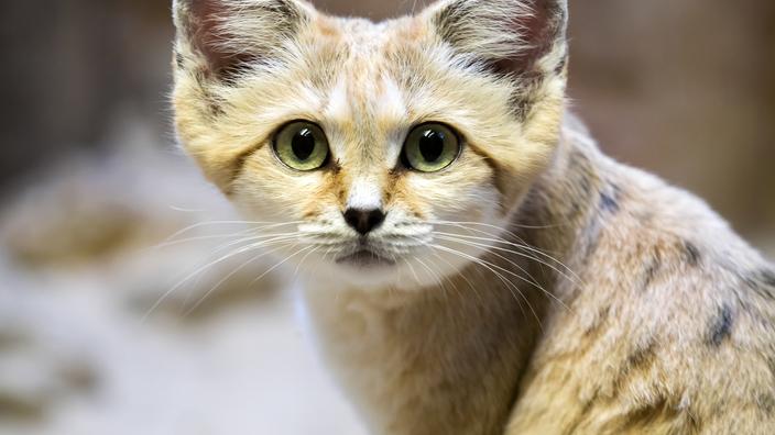 Découvrez 5 espèces de chats sauvages