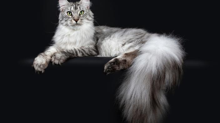 LOOF : tout savoir sur le Livre Officiel des Origines Félines