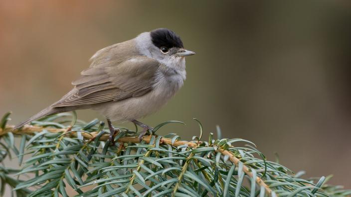 5 oiseaux à observer dans son jardin au printemps