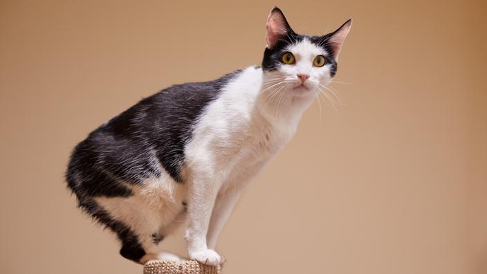 Le Manx : origine, taille et caractère