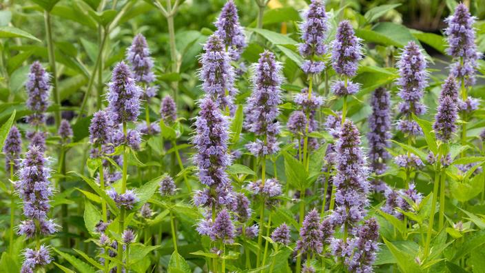 Ces 11 fleurs comestibles que vous pouvez cultiver dans votre jardin