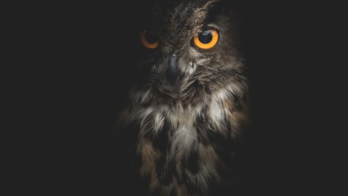 Le hibou, ce mystérieux rapace qui vit la nuit