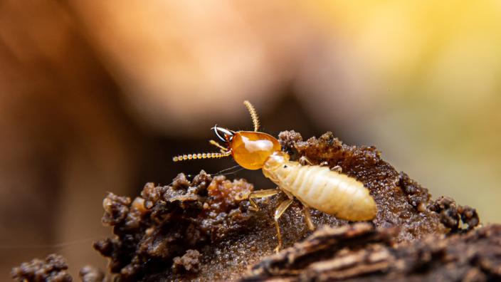Comment identifier les insectes les plus courants dans la maison
