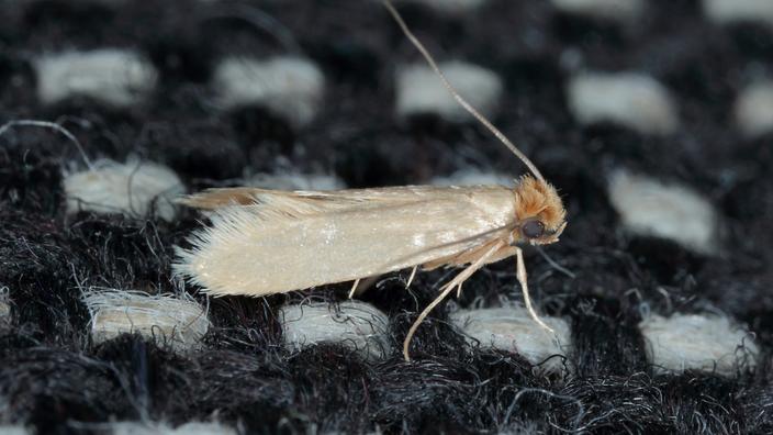 Comment identifier les insectes les plus courants dans la maison