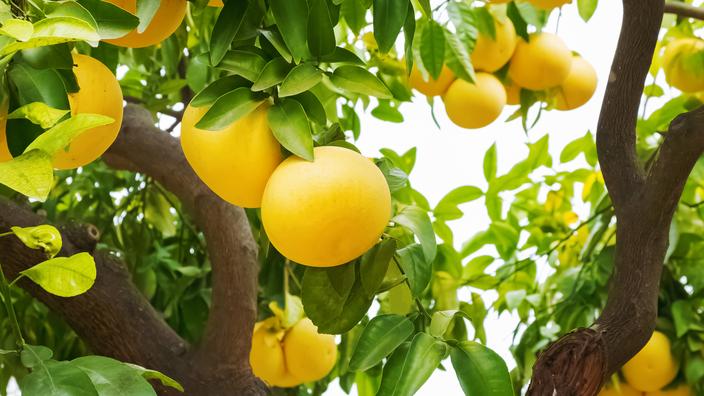 Comment planter et cultiver le pamplemousse