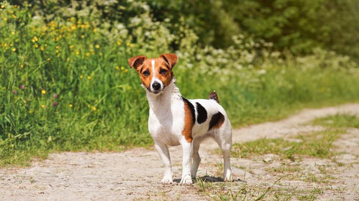 Découvrez 5 races de chiens à poil court
