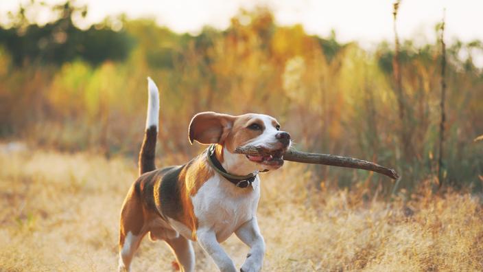 Découvrez 5 races de chiens à poil court
