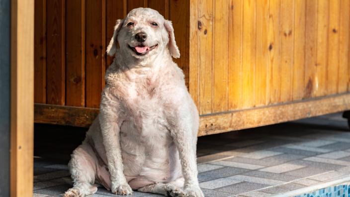 Chien obèse ou en surpoids : que faire