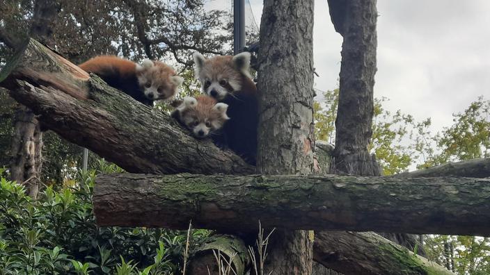 Zoo de Lille : naissance de deux bébés pandas roux