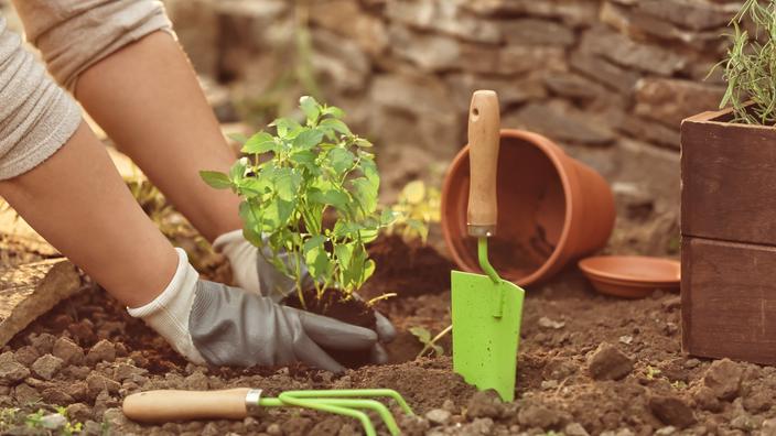 Jardinage pour débutant : les 4 questions élémentaires