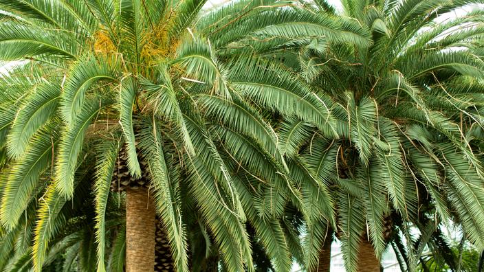 Dattier des Canaries : origine, entretien et culture