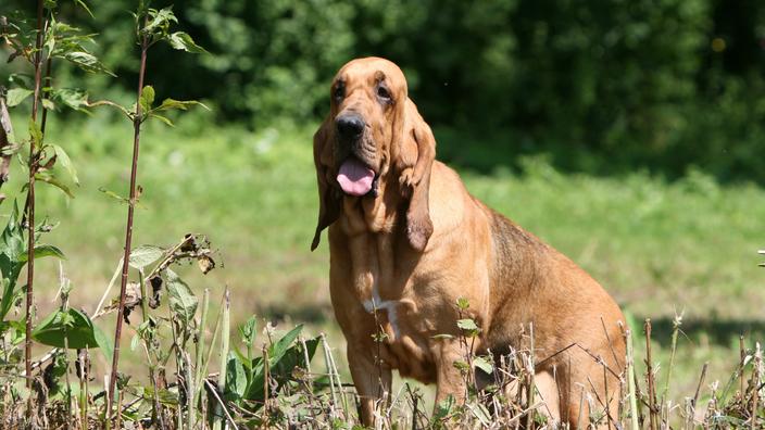 Chien : qu'appelle-t-on un limier