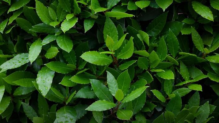 Rats, souris et mulots au jardin : 7 plantes répulsives pour les faire fuir