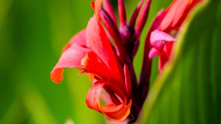 6 fleurs rouges pour un jardin flamboyant