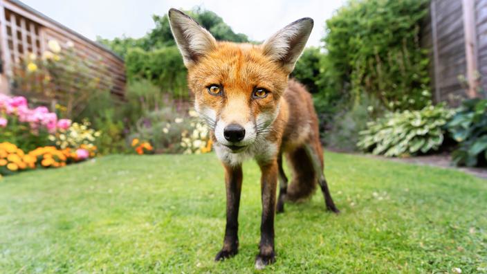 Un renard s'est installé dans mon jardin, que faire