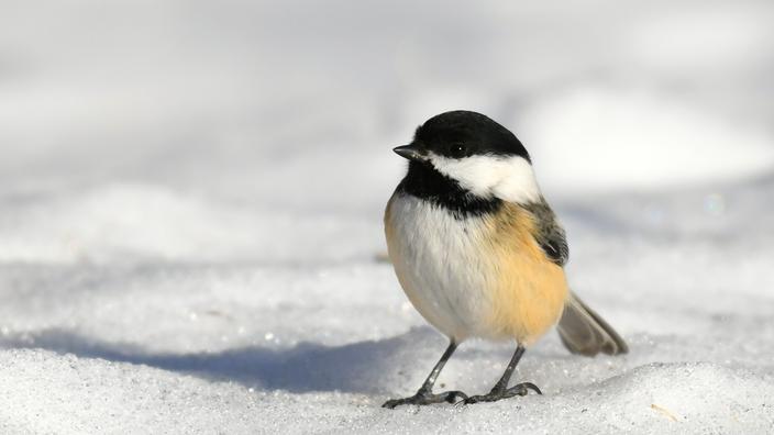 5 oiseaux qui supportent bien le froid