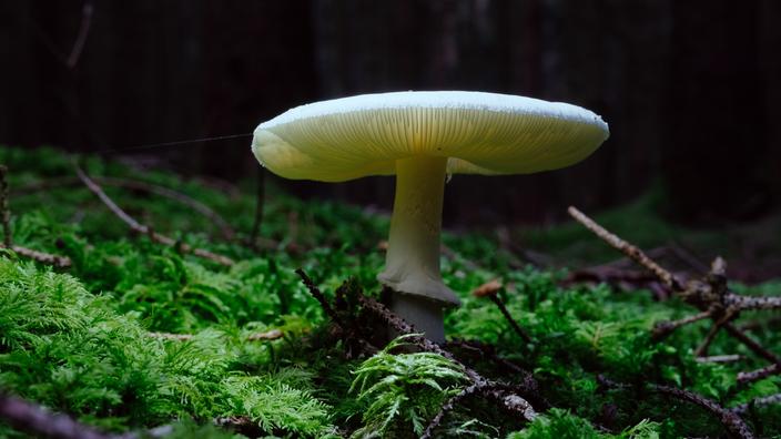 Ces 5 champignons toxiques peuvent entraîner la mort