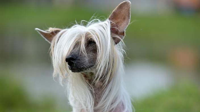 Chien chinois à crête : origine, taille et caractère