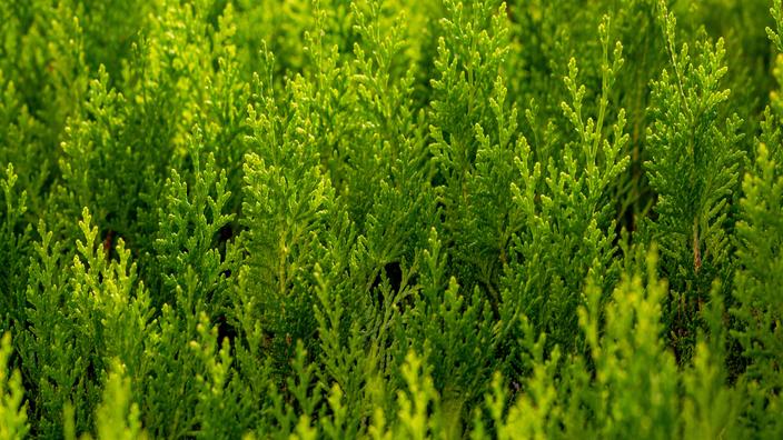 Haie persistante : 5 arbustes qui gardent leurs feuilles