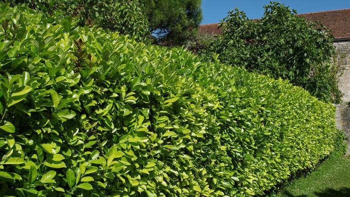 Haie persistante : 5 arbustes qui gardent leurs feuilles