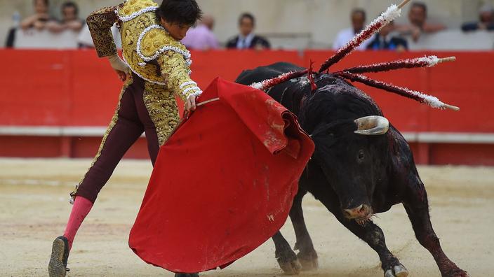 Corrida : comment les taureaux de combat sont-ils élevés