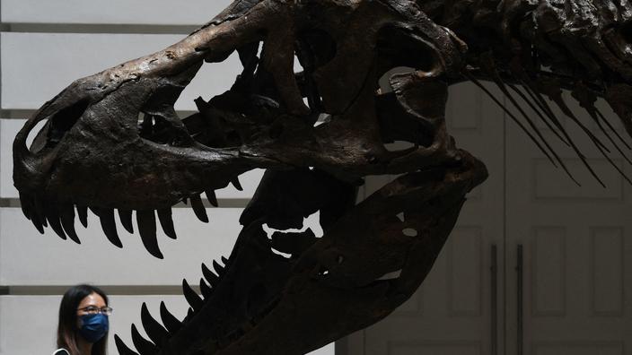 Au musée des Confluences de Lyon, Ryker, le T-Rex se fait attendre