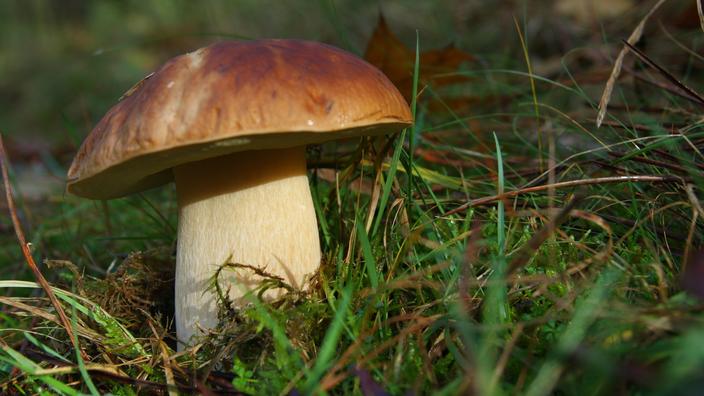 Le cèpe de Bordeaux : tout savoir sur ce champignon