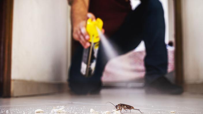 Cafards dans la maison : les solutions pour s'en débarrasser