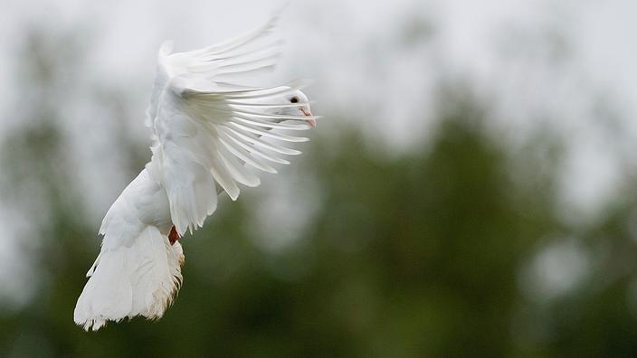 Colombe : habitat, alimentation et prix