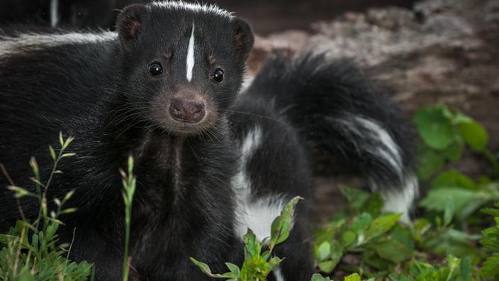 Mouffette : alimentation, taille et habitat