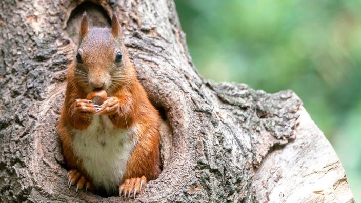 Quelle est la différence entre l'hibernation et l'hivernation