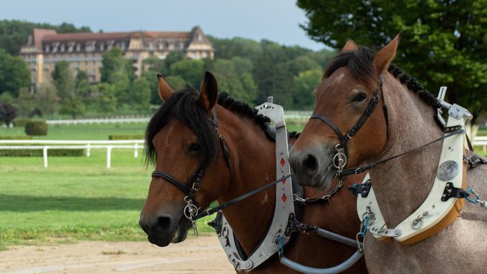 Découvrez 6 races de chevaux français