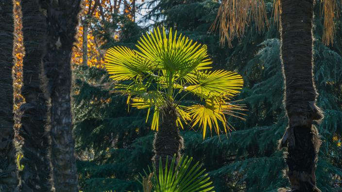 Palmier de Chine : caractéristiques, plantation, culture