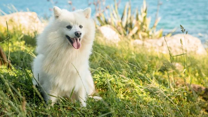 Spitz japonais : origine, taille et caractère
