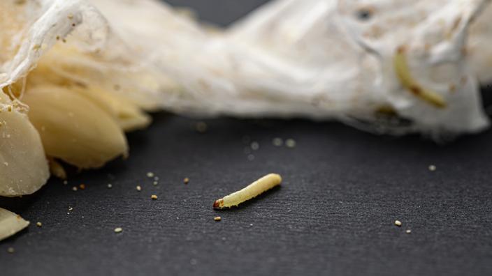 Comment éliminer les vers blancs de la maison