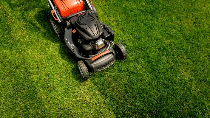 Quand faut-il vraiment tondre la pelouse