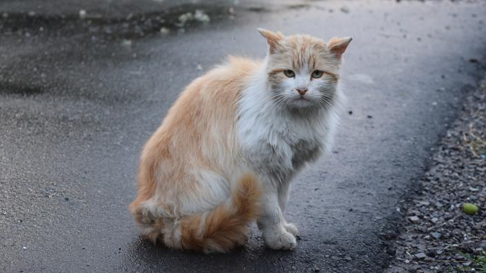 Comment aider les chats errants