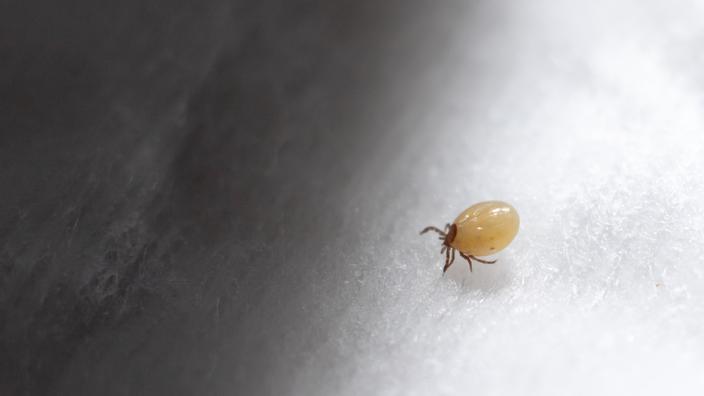 Comment se débarrasser des acariens dans la maison