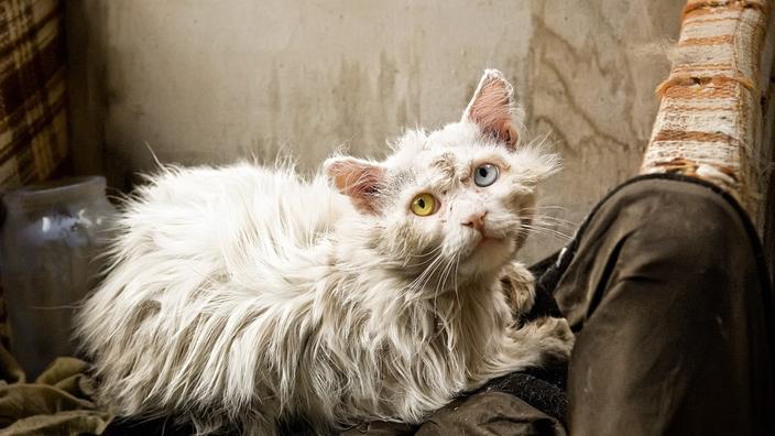 Qu'est-ce qu'un chat haret