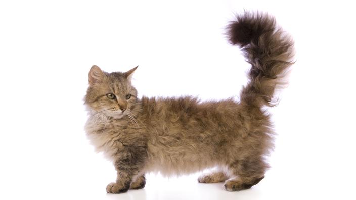 Skookum : origine, taille et caractère