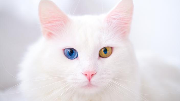 Découvrez 5 races de chats blancs