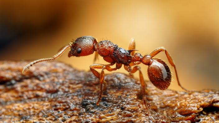 Ce que l'on sait de la «fourmi électrique», qui s'installe en France